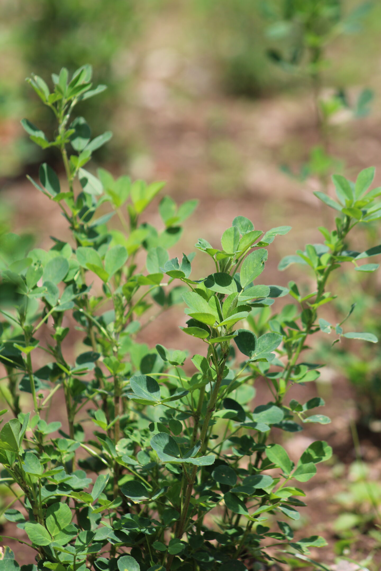 Farm Activities - Farmhouse Rwanda