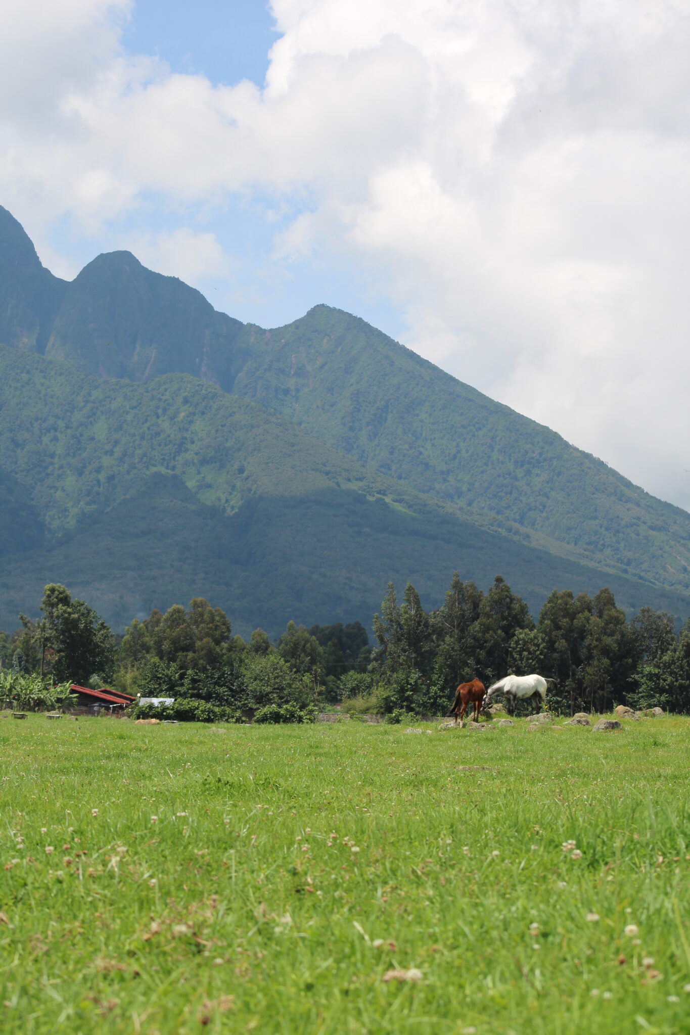 Milking Cows - Farmhouse Rwanda