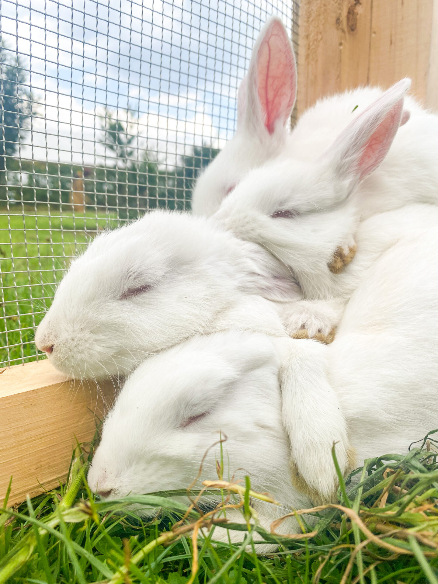 Cuddle the bunnies - Farmhouse Rwanda